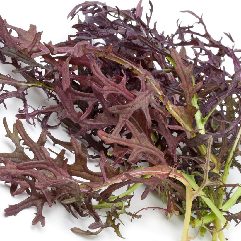 Red Elk Mustard (bunch) - Green Connect Farm